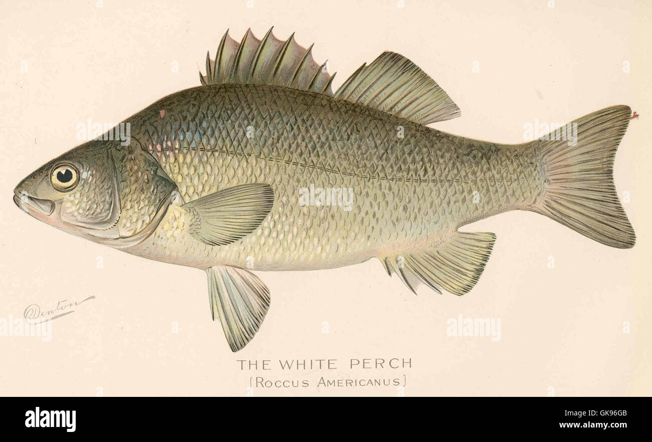 43157 White Perch (Roccus americanus Stock Photo - Alamy