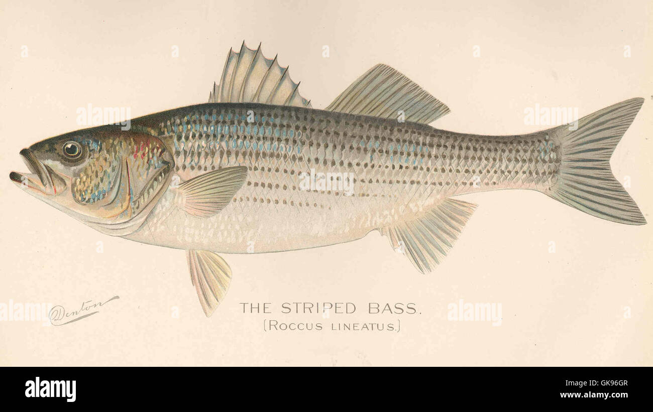 Roccus lineatus hi-res stock photography and images - Alamy