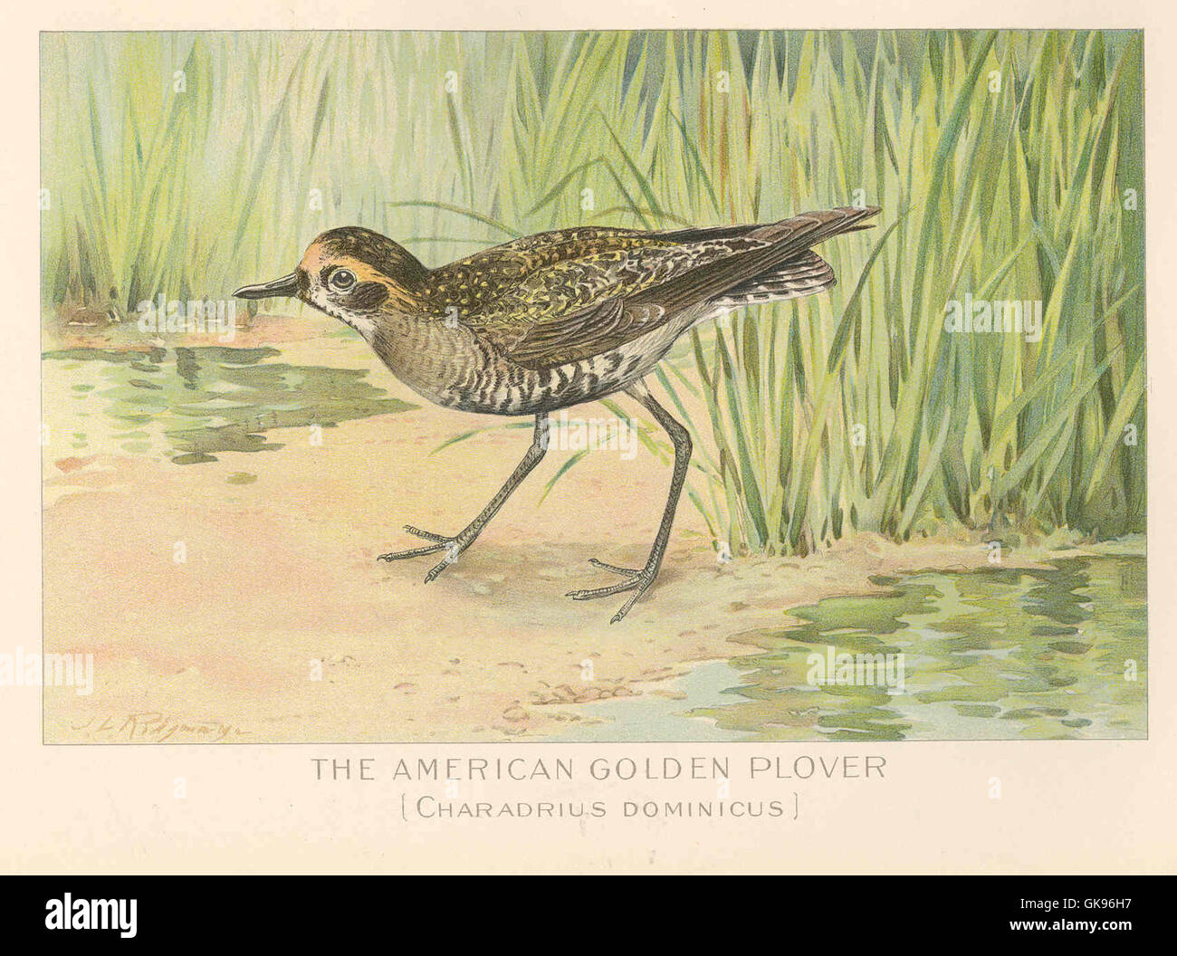 Species american golden plover hi-res stock photography and images - Alamy