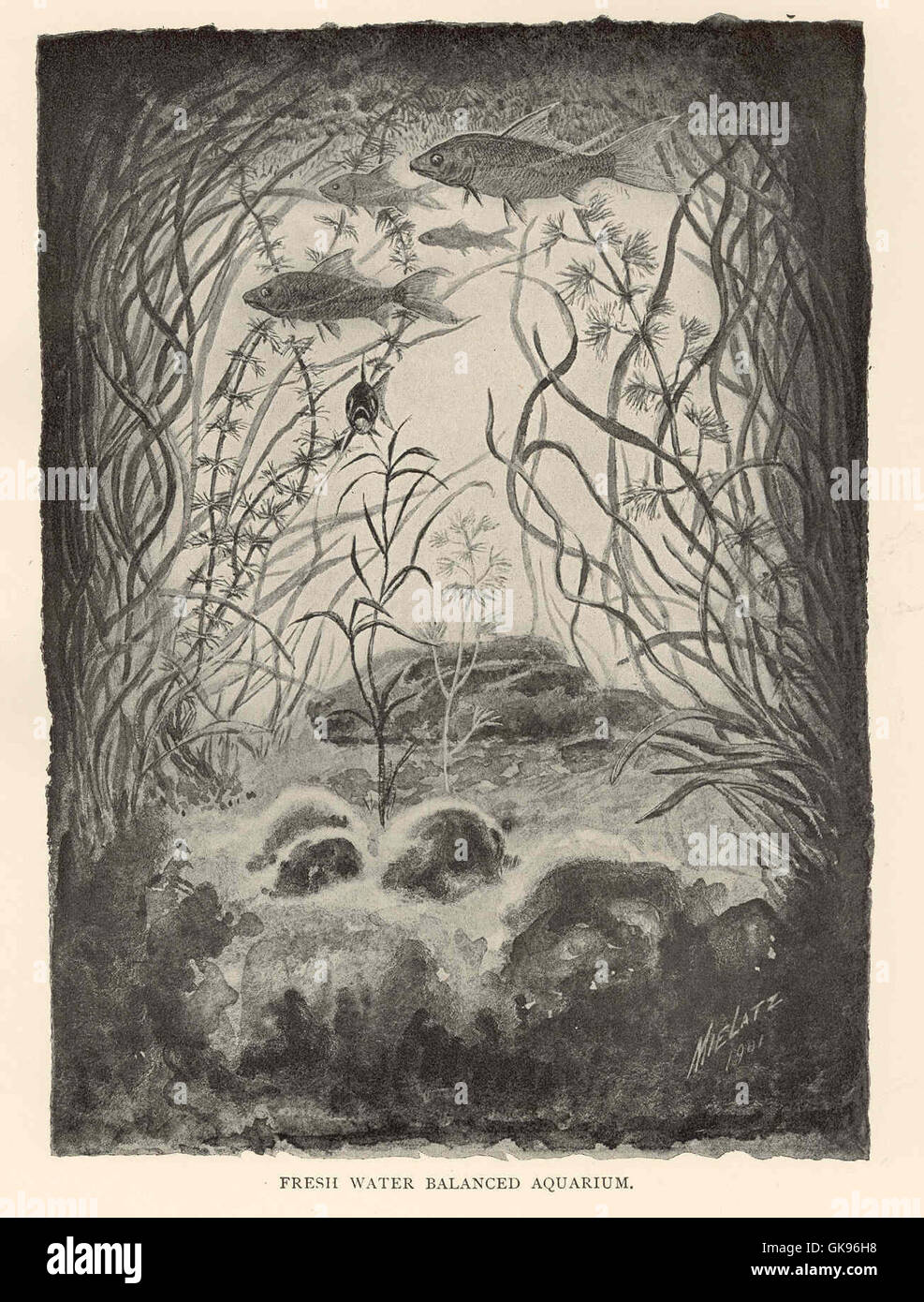 A balanced freshwater aquarium provides a stable environment for ...