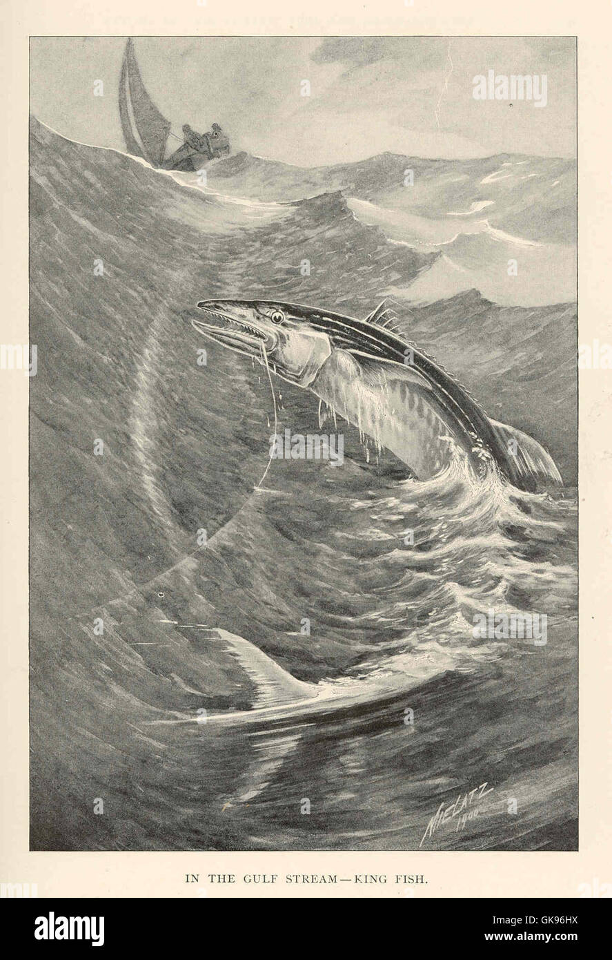 43194 In the Gulf Stream--King Fish Stock Photo - Alamy