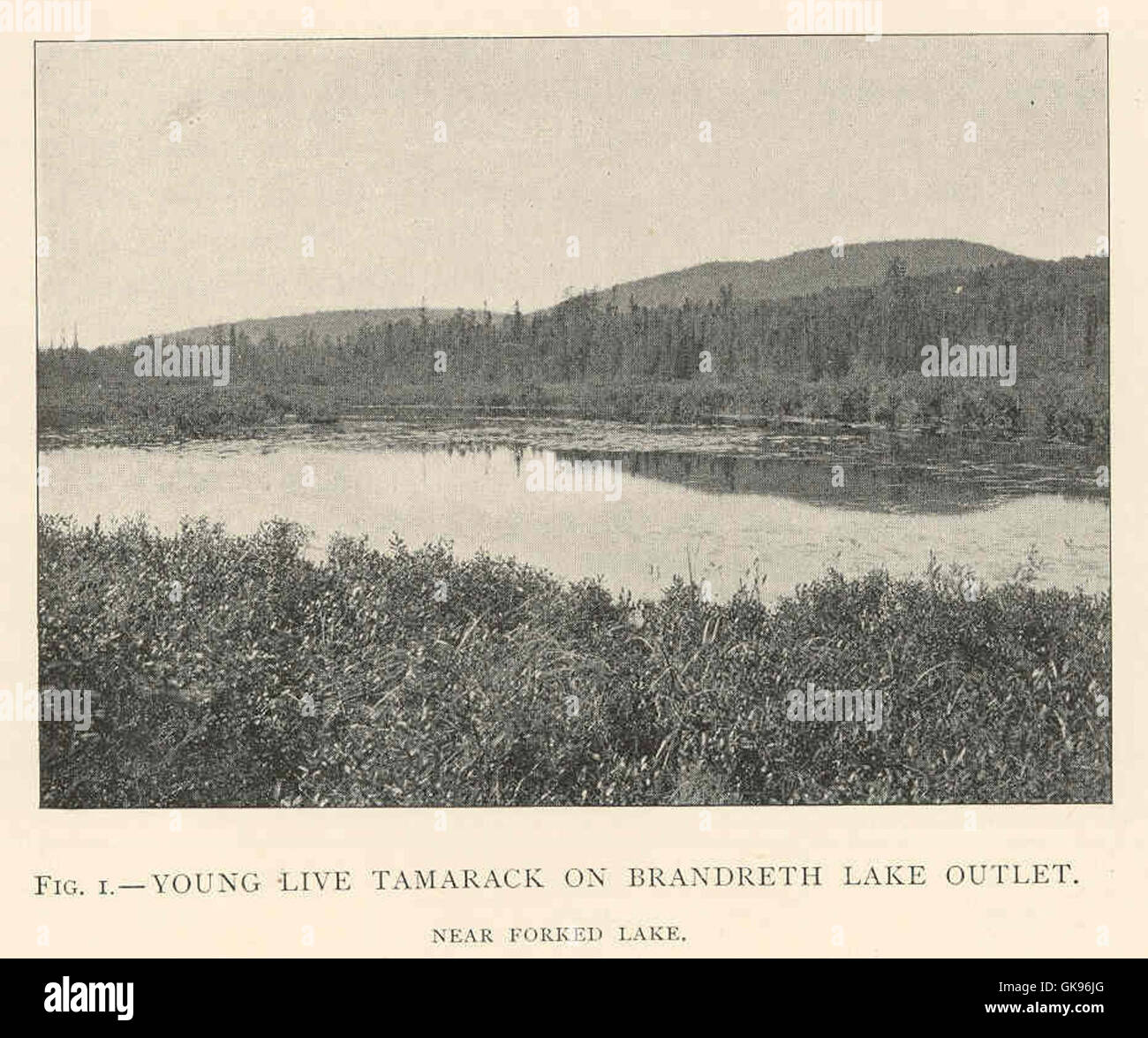 This image depicts a young tamarack tree (Larix laricina) near the ...