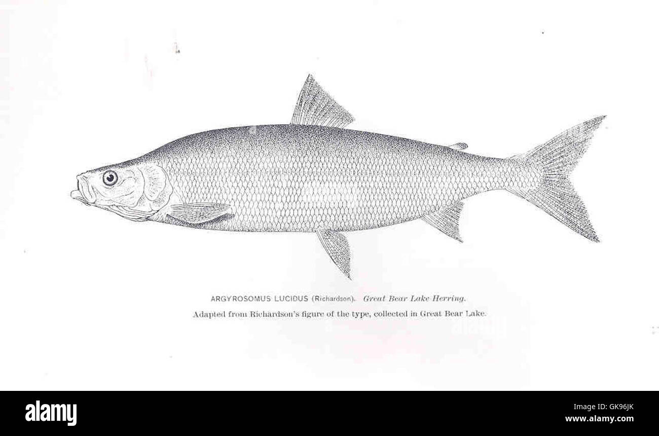This entry provides a detailed description of Argyrosomus Lucidus, a ...