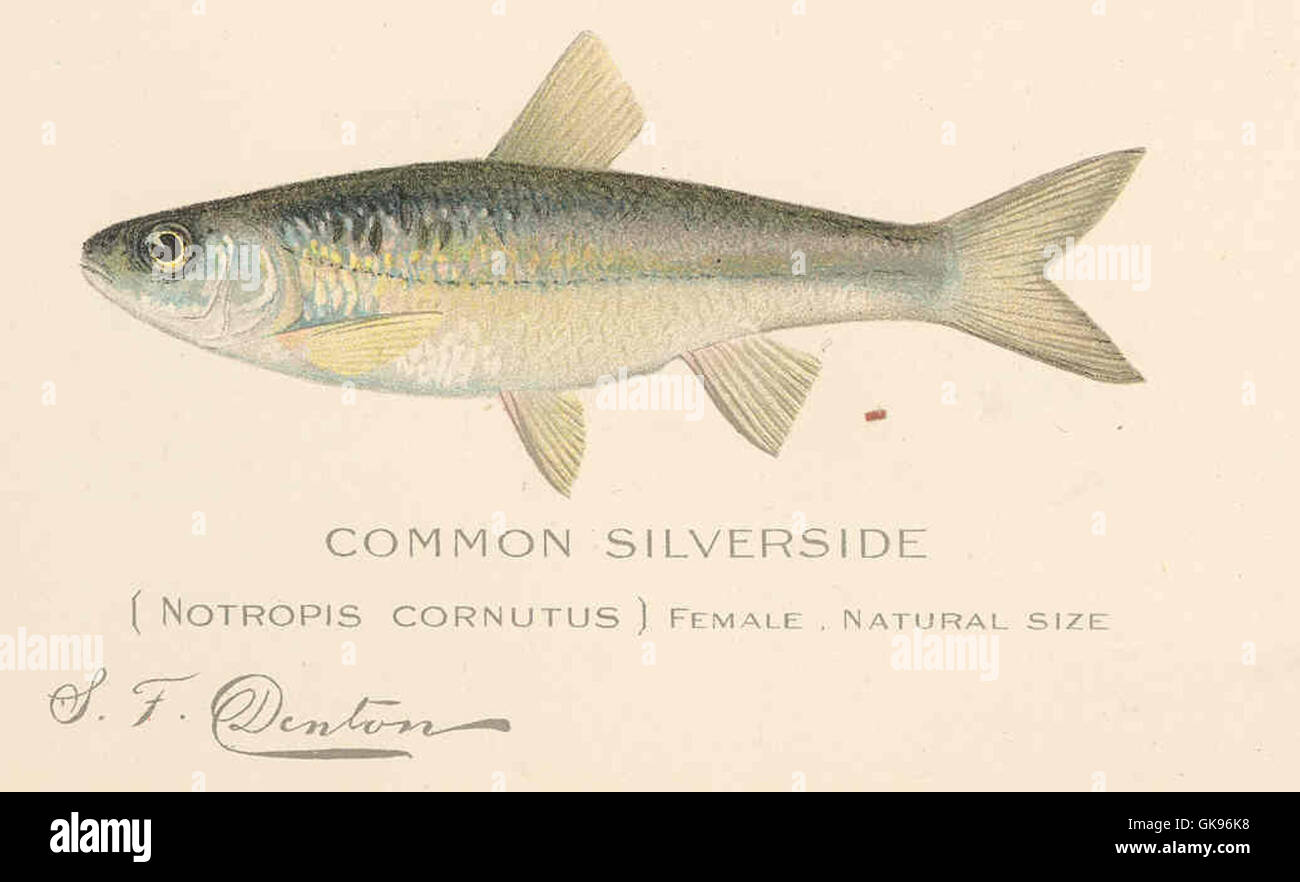 43219 Common Silverside (Notropis cornutus Stock Photo - Alamy