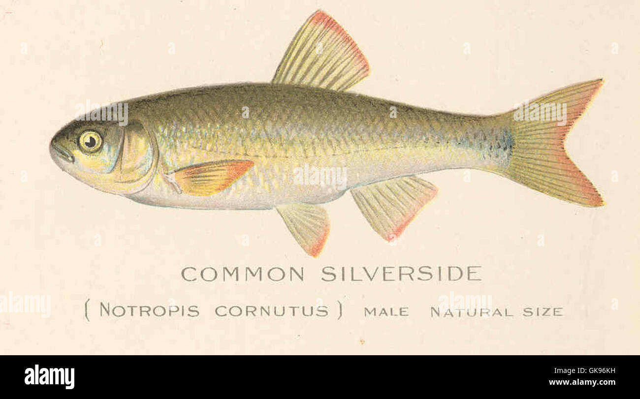 43227 Common Silverside (Notropis Cornutus Stock Photo - Alamy