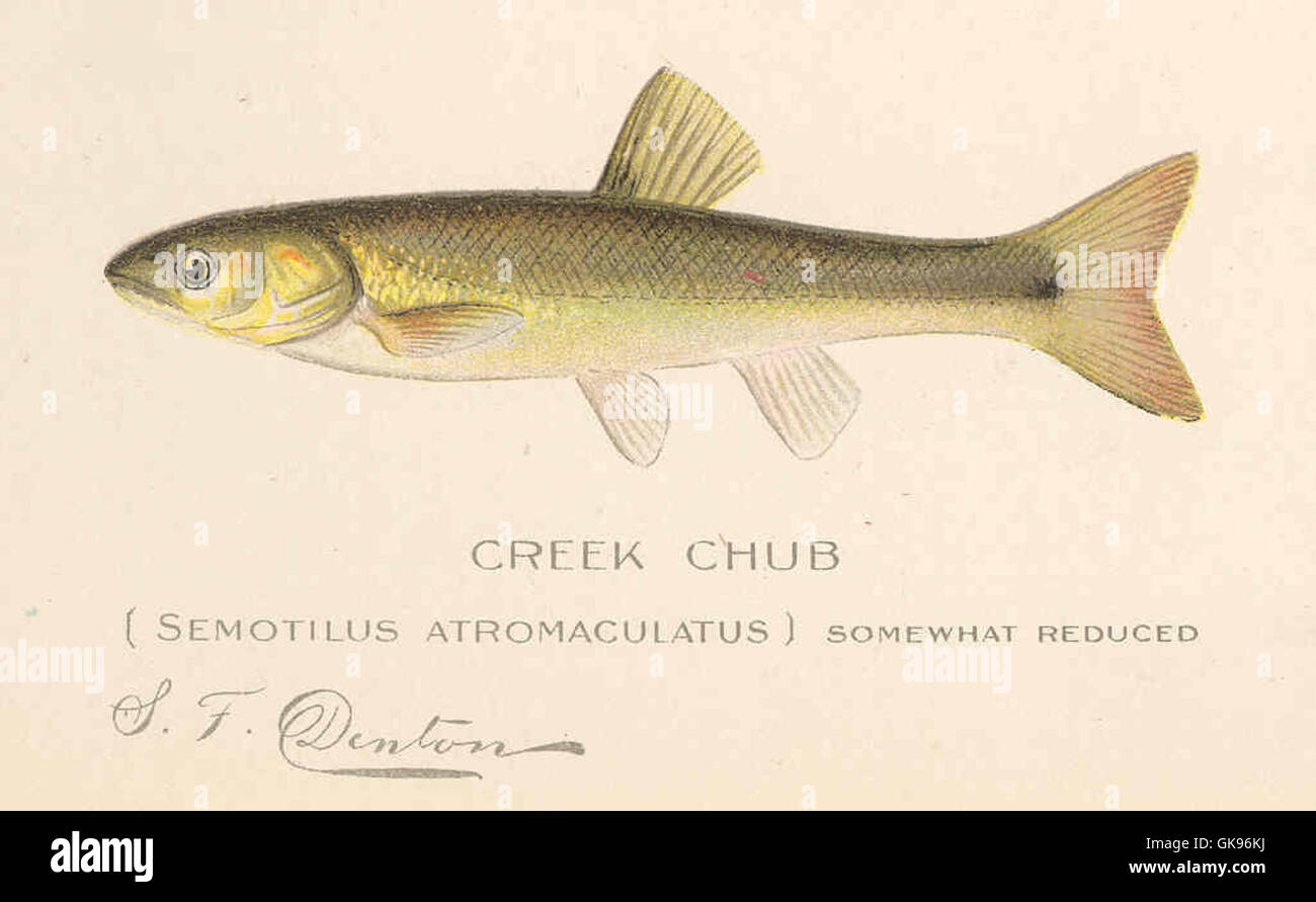 The Creek Chub, scientifically known as Semotilus atromaculatus, is a ...