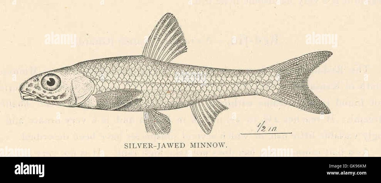 The 43230 Silver-Jawed Minnow, scientifically known as Ericymba buccata ...