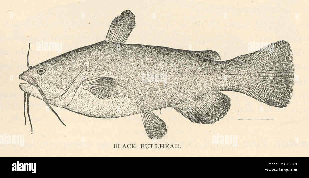 This entry documents the Black Bullhead, a species of catfish ...