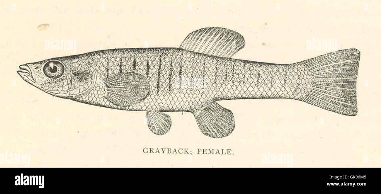 Grayback hi-res stock photography and images - Alamy