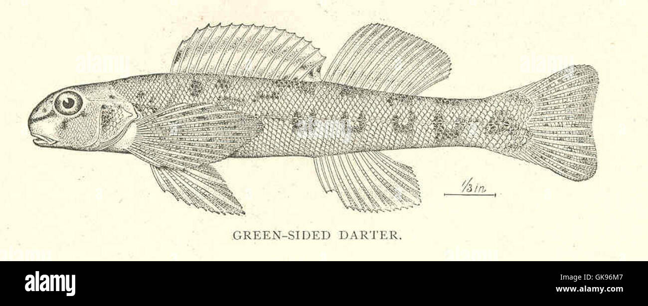 This entry describes the Green-Sided Darter, a species of fish, known ...