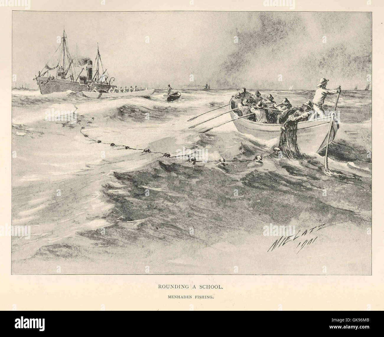 Menhaden school hi-res stock photography and images - Alamy