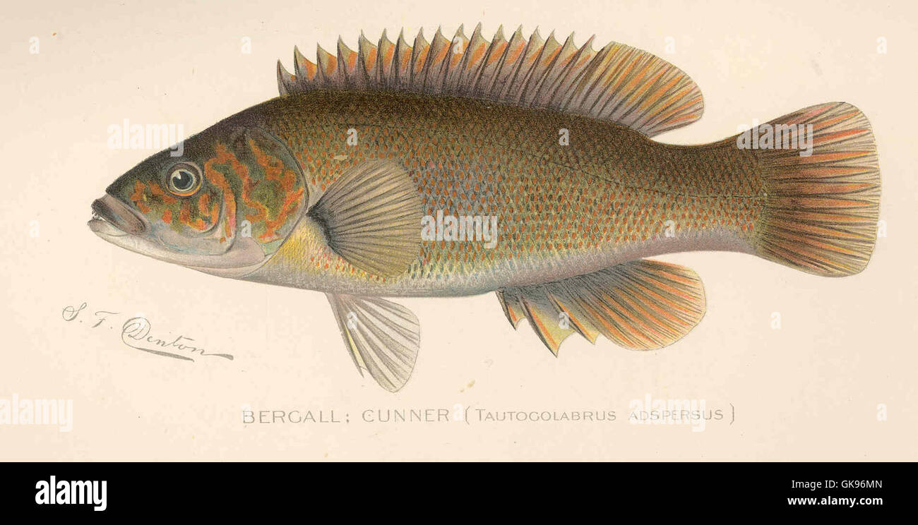 43254 Bergall; Cunner (Tautogolabrus adspersus Stock Photo - Alamy