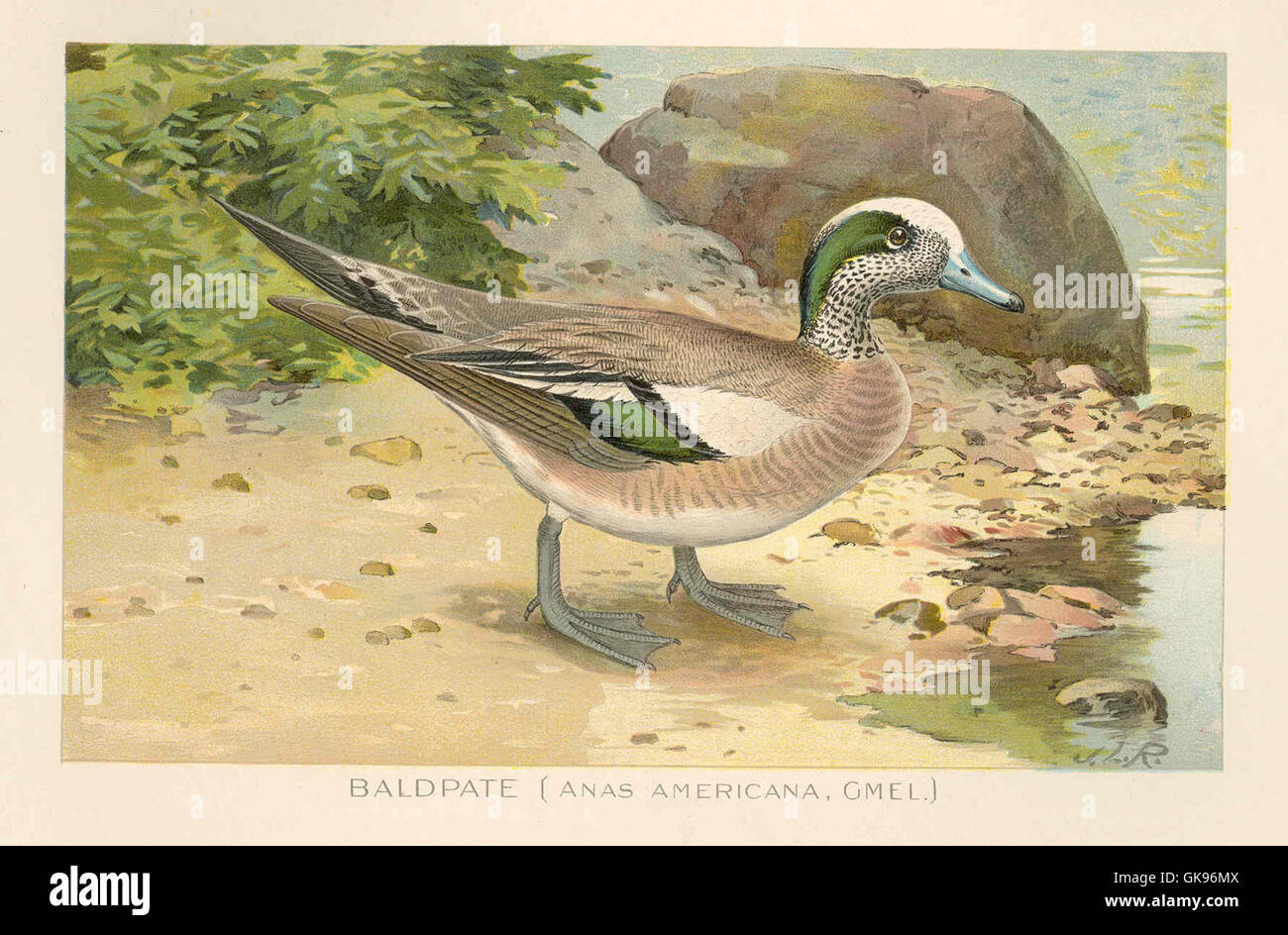 American wigeon species duck hi-res stock photography and images - Alamy