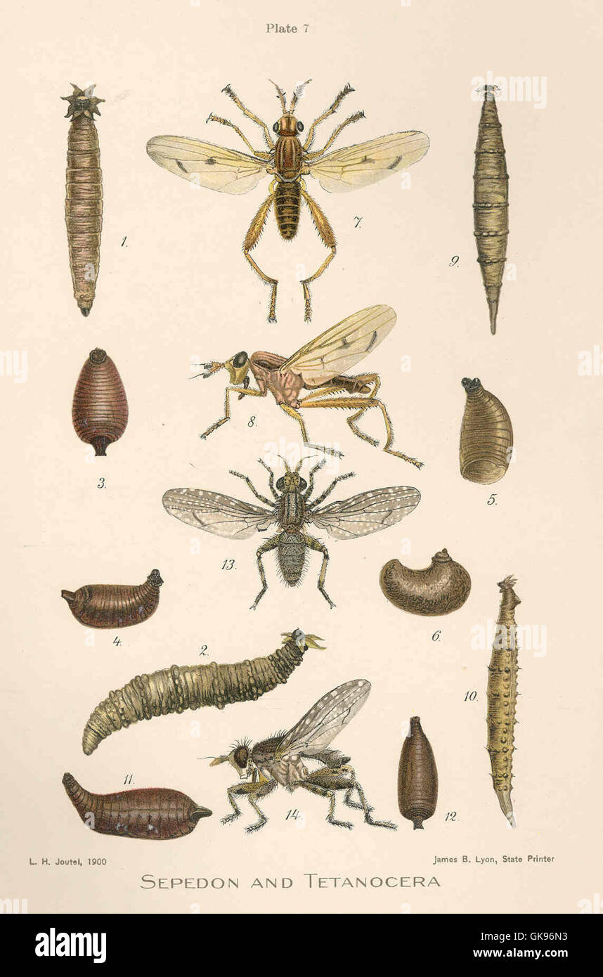 This work features detailed illustrations of the larvae and puparium ...