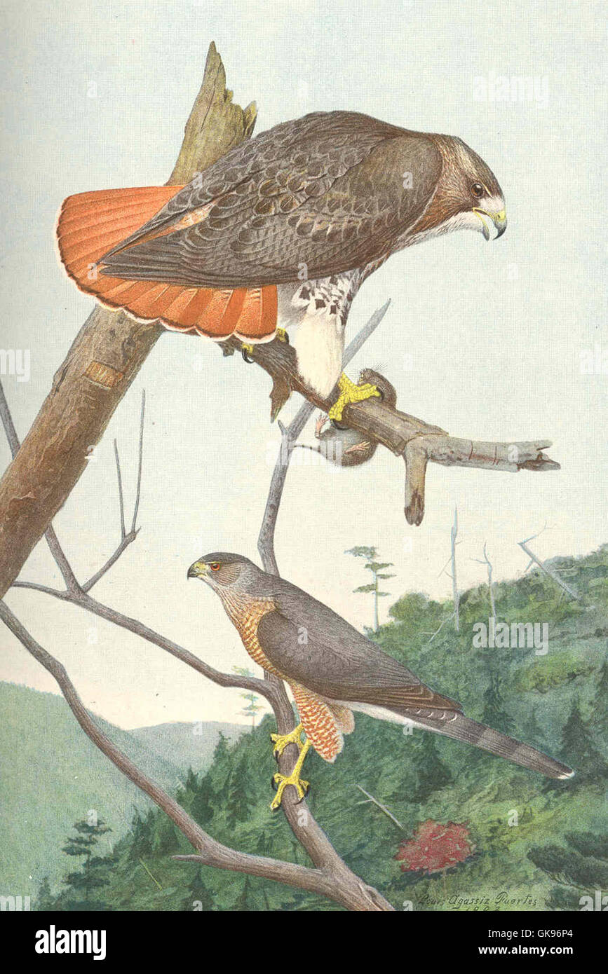 A detailed description of the Red-Tailed Hawk, focusing on its upper ...