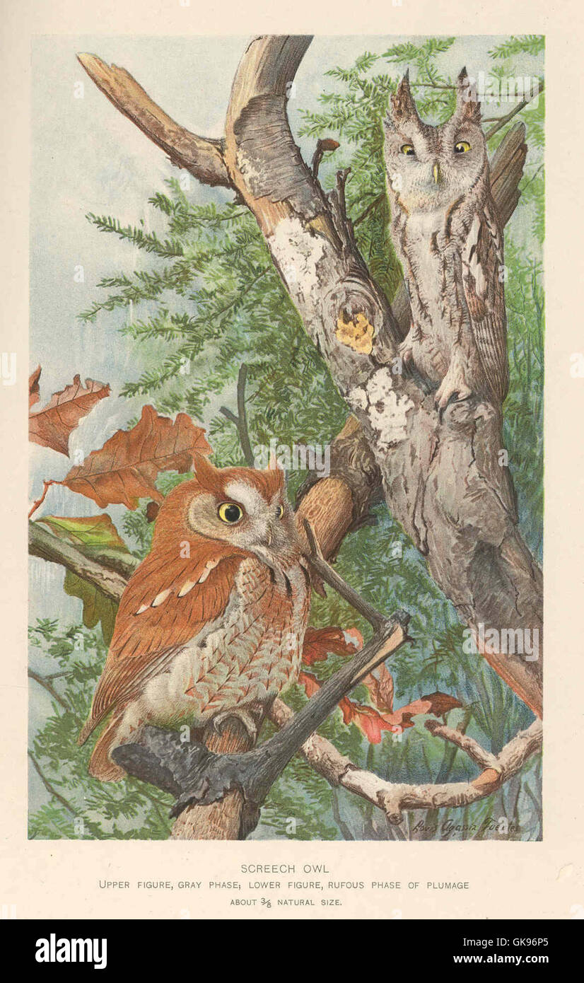 This illustration shows the two distinct color phases of the screech ...