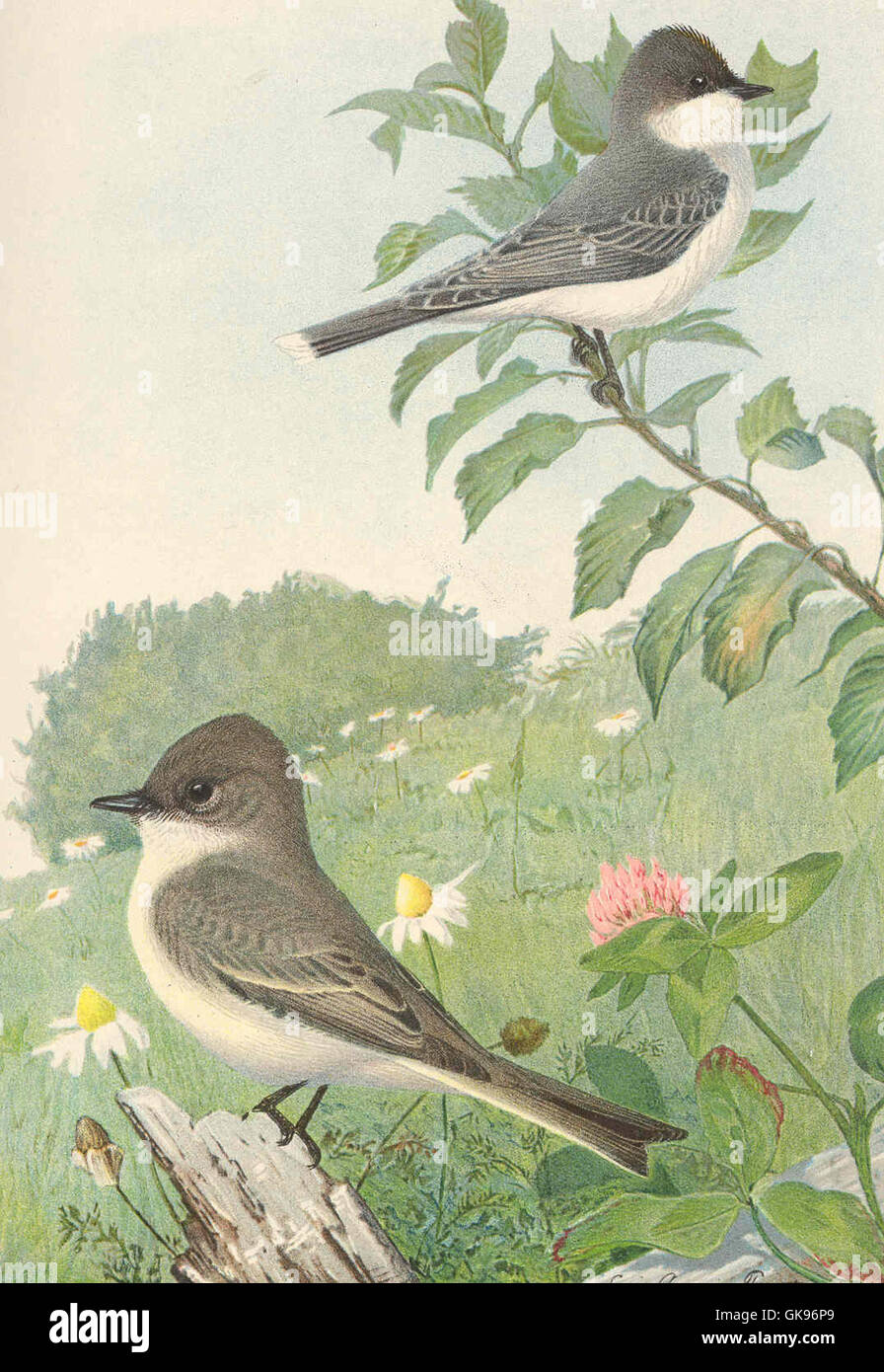 The Kingbird is a bird species known for its territorial behavior and ...