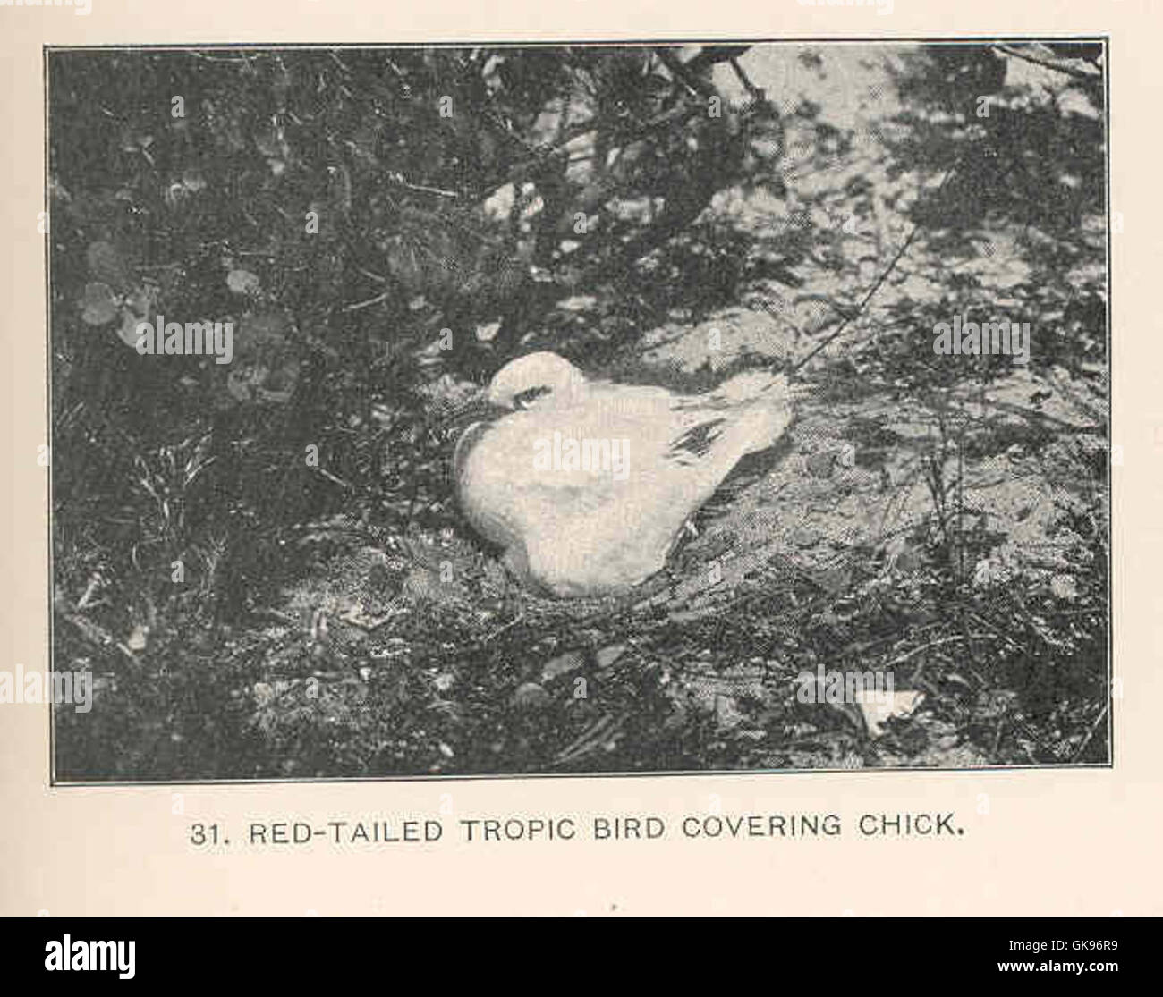 43314 Red-Tailed tropic bird covering chick Stock Photo - Alamy