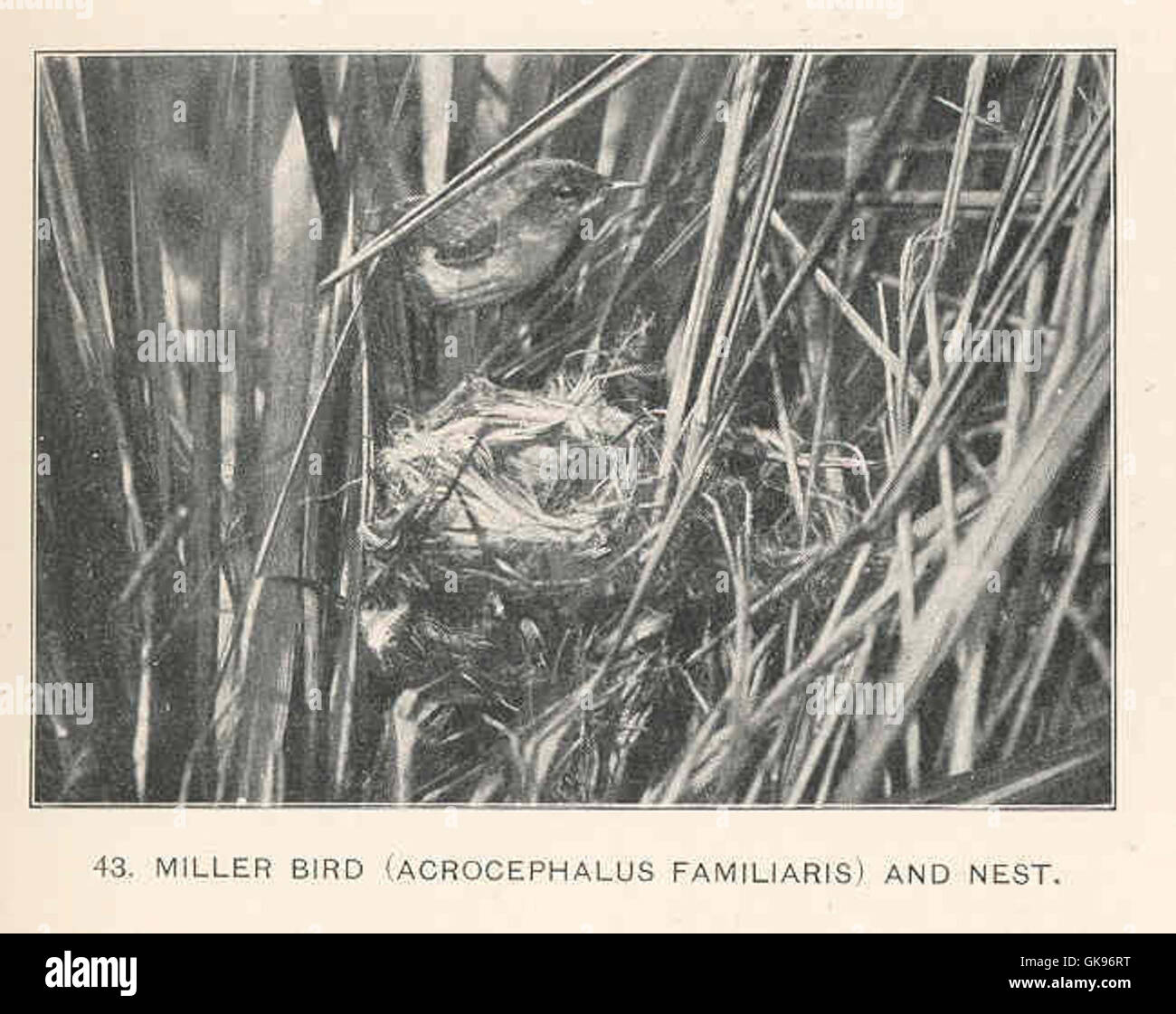 43326 Miller Bird (Acrocephalus familiaris) and nest Stock Photo - Alamy