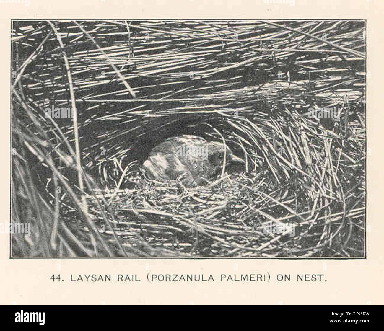 43327 Laysan Rail (Porzanula palmeri) on nest Stock Photo - Alamy