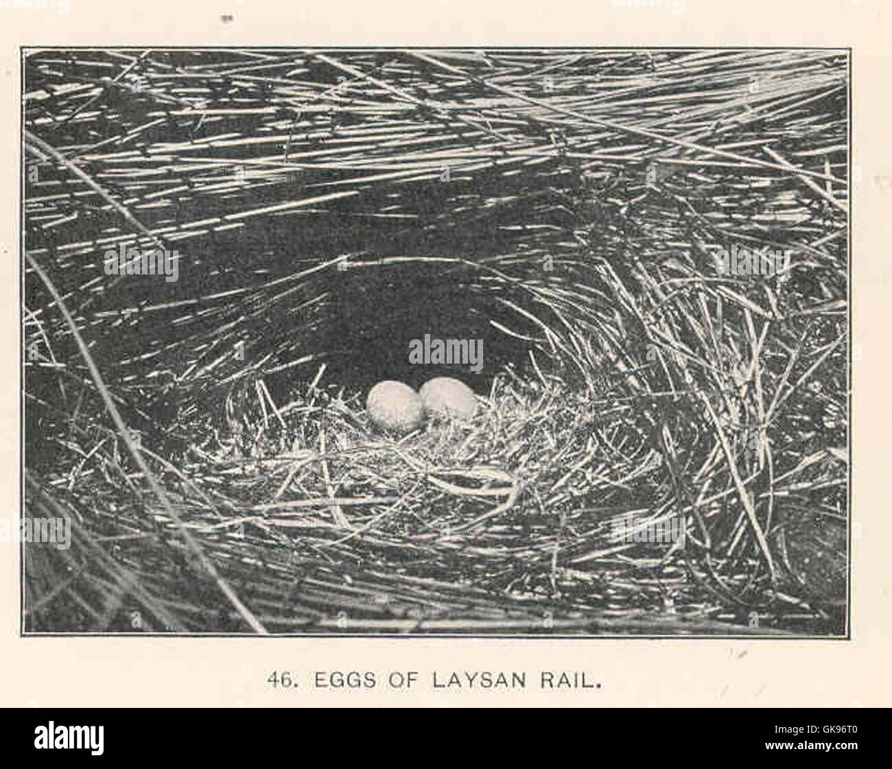 43329 Eggs of Laysan Rail Stock Photo - Alamy