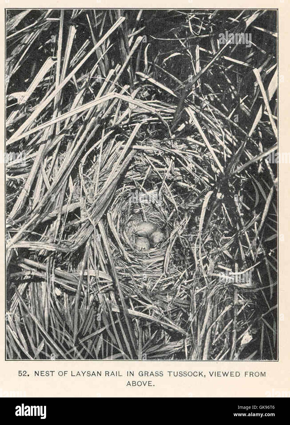 Above ground nesting in grasses hi-res stock photography and images - Alamy