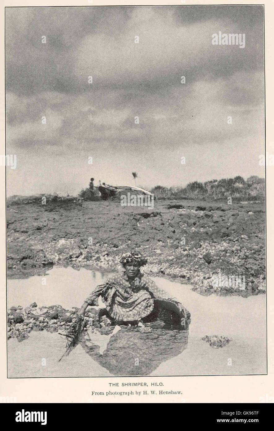 A photograph or description of the shrimping vessel '43339 Shrimper ...