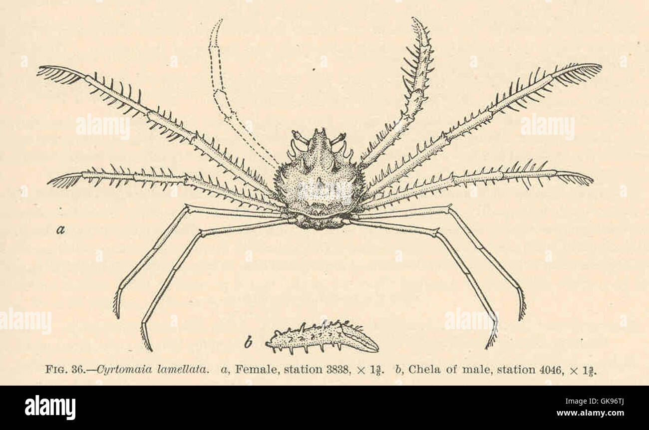 43341 Cyrtomaia lamellata a, Femae b, Chela of male Stock Photo - Alamy
