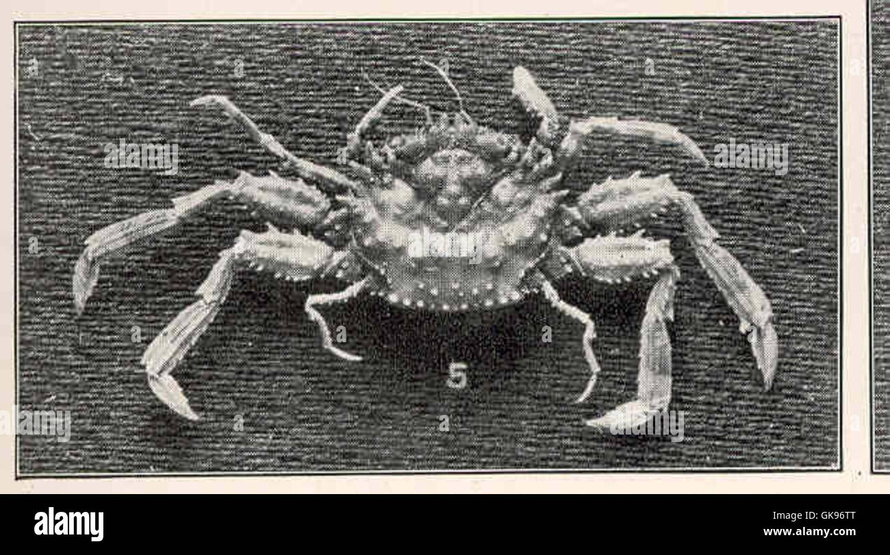 This entry describes the type specimen of the male Palicus fisheri, a ...
