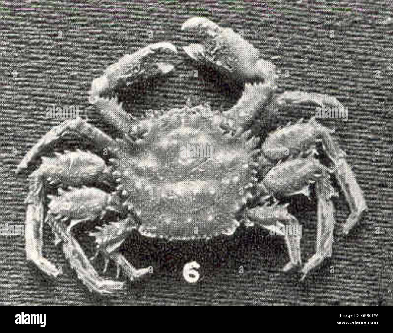 Manella High Resolution Stock Photography and Images - Alamy