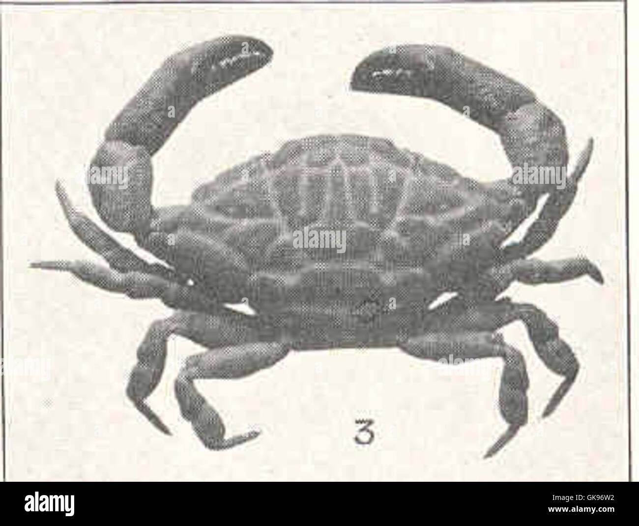 43351 Carpilodes virgatus, male, Type Stock Photo - Alamy