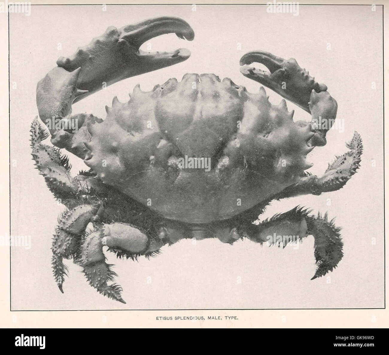 Biological diversity within crab species hi-res stock photography and ...