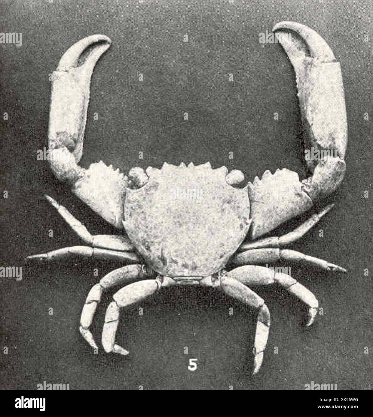 Grapsillus refopunctatus is a species of crab from the family Grapsidae ...