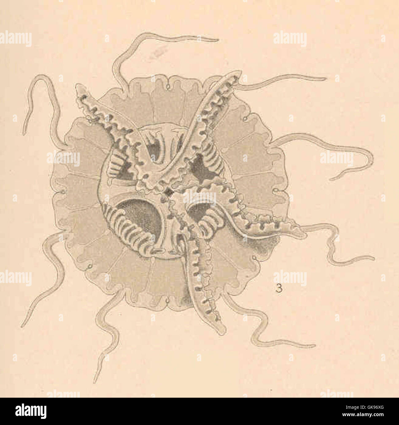An illustration of the mature medusa of *Pelagia panopyra*, a species ...