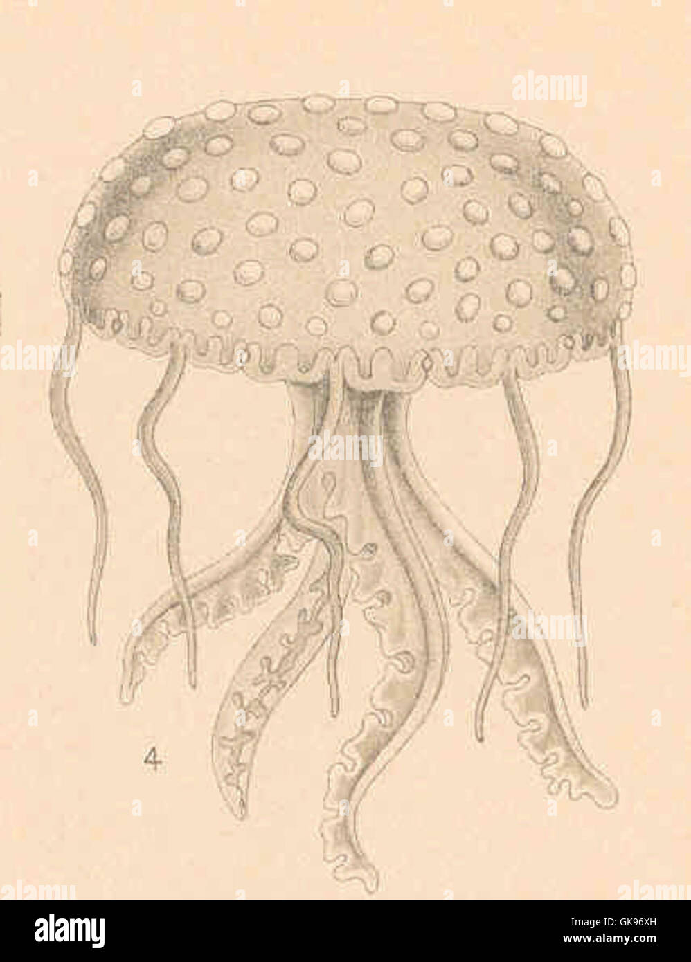 A detailed illustration showing the side view of a mature Pelagia ...