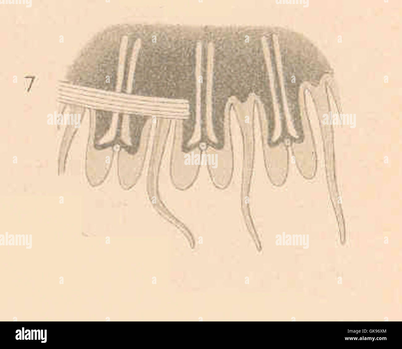 Atolla jellyfish hi-res stock photography and images - Alamy