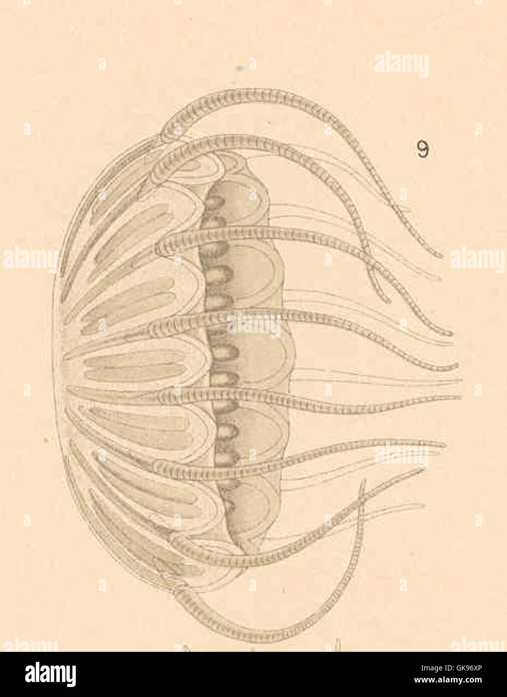 43396 Solmaris insculpta Side view Stock Photo - Alamy
