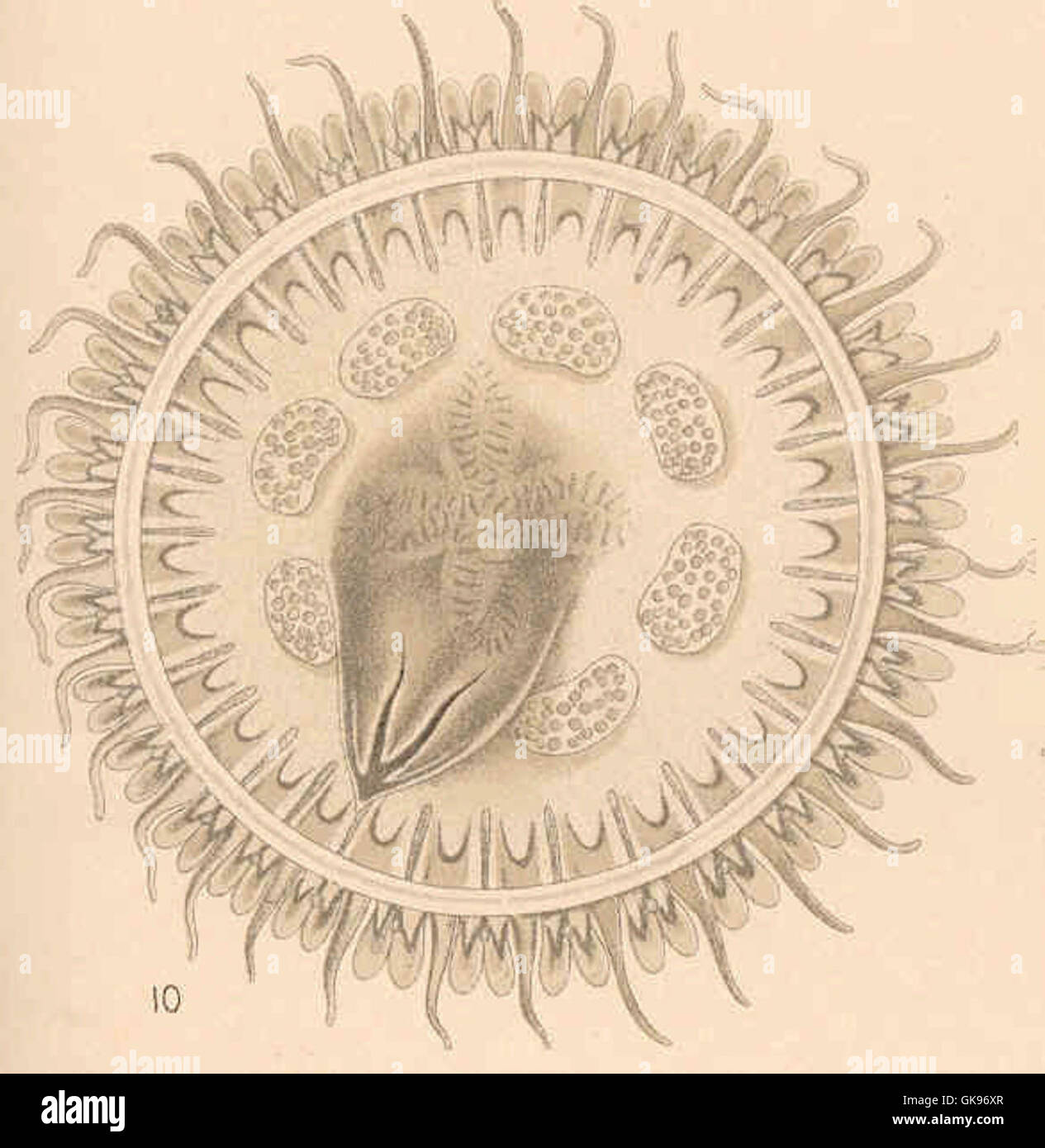 This image presents the Atolla alexandri species, a deep-sea organism ...