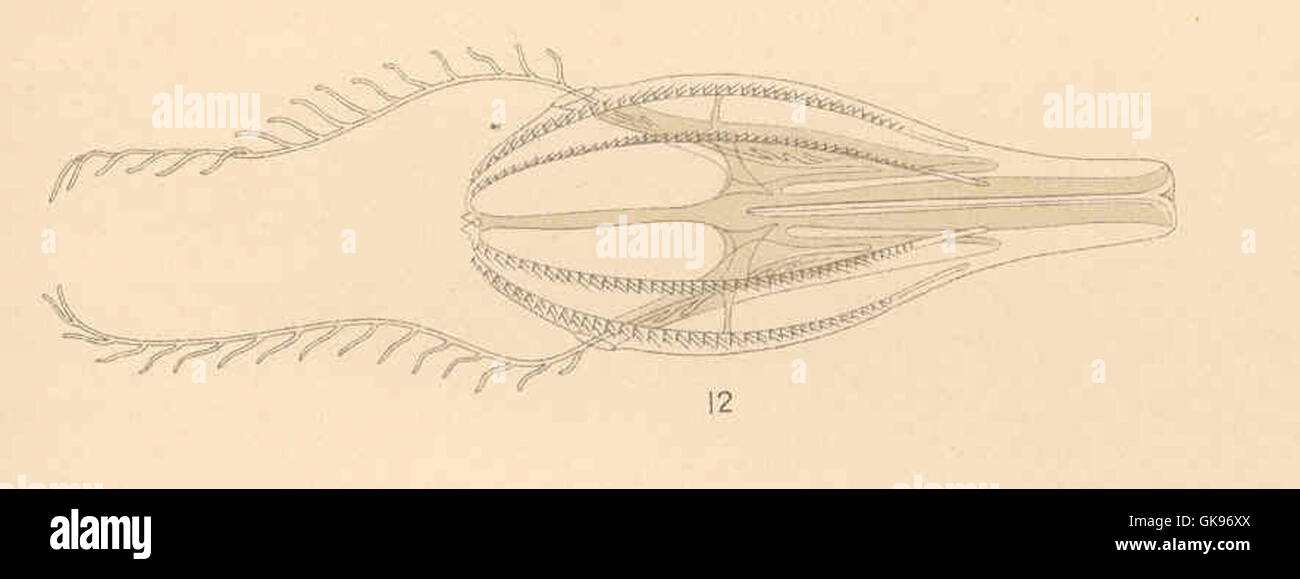 Lampetia hi-res stock photography and images - Alamy