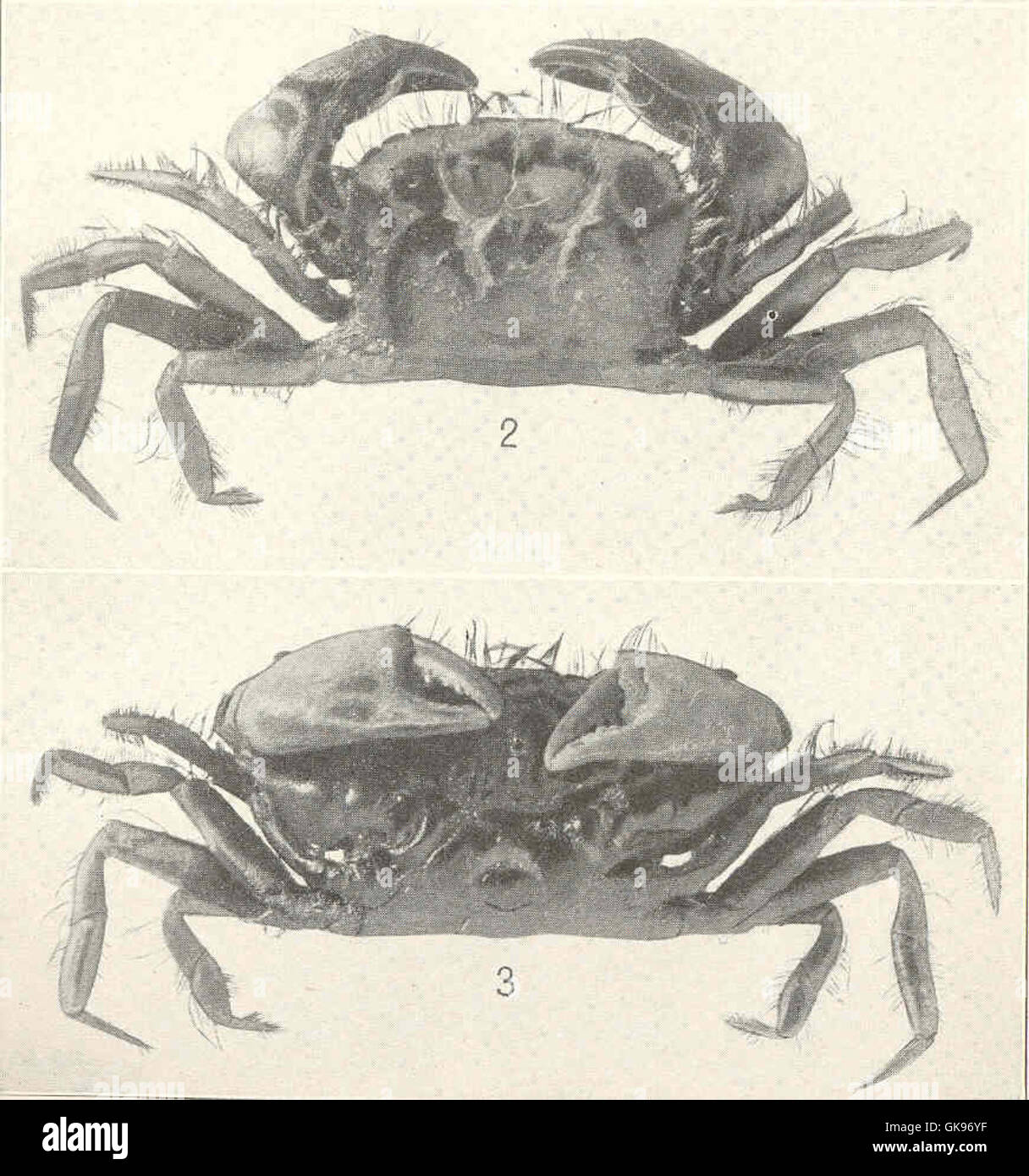 Californiensis hi-res stock photography and images - Alamy