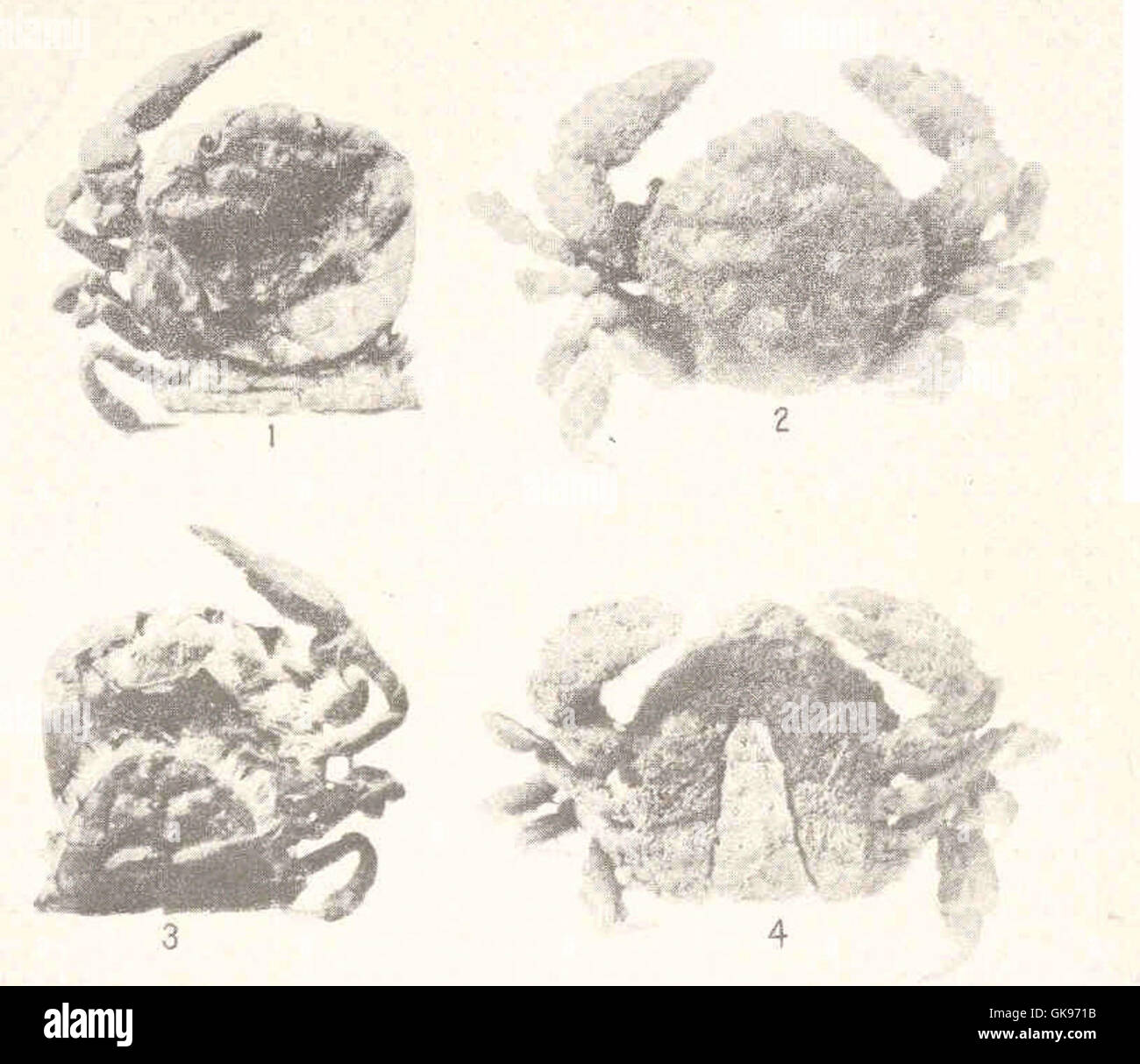 This work focuses on the species Pinnotheres shoemakeri, a type of pea ...