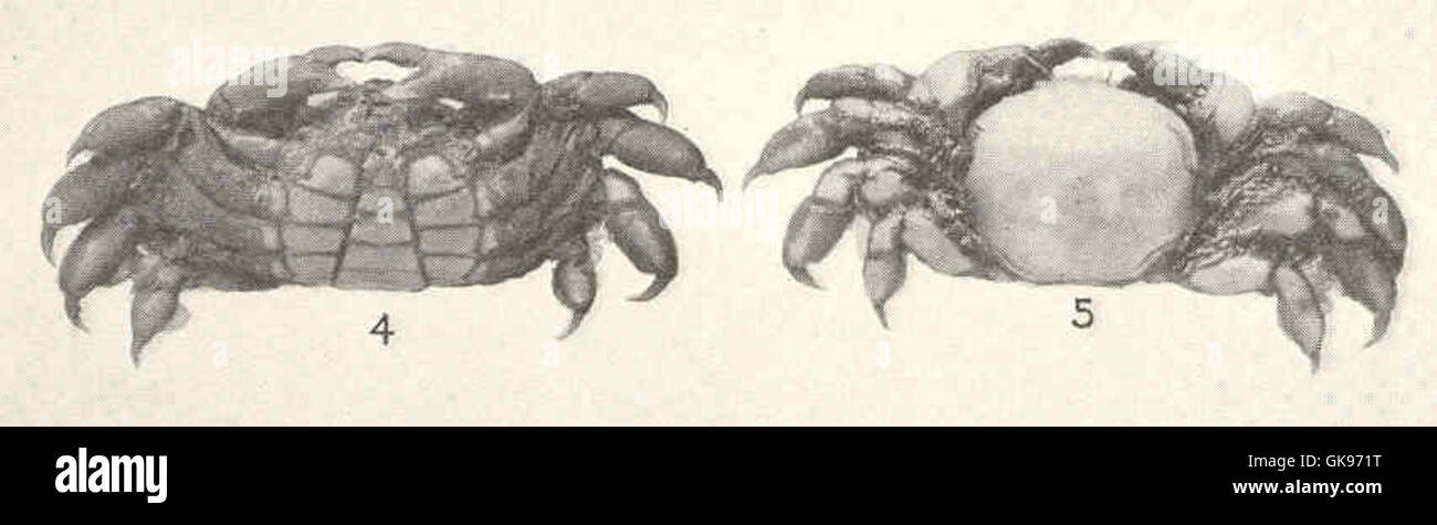 Transversus Stock Photos & Transversus Stock Images - Alamy