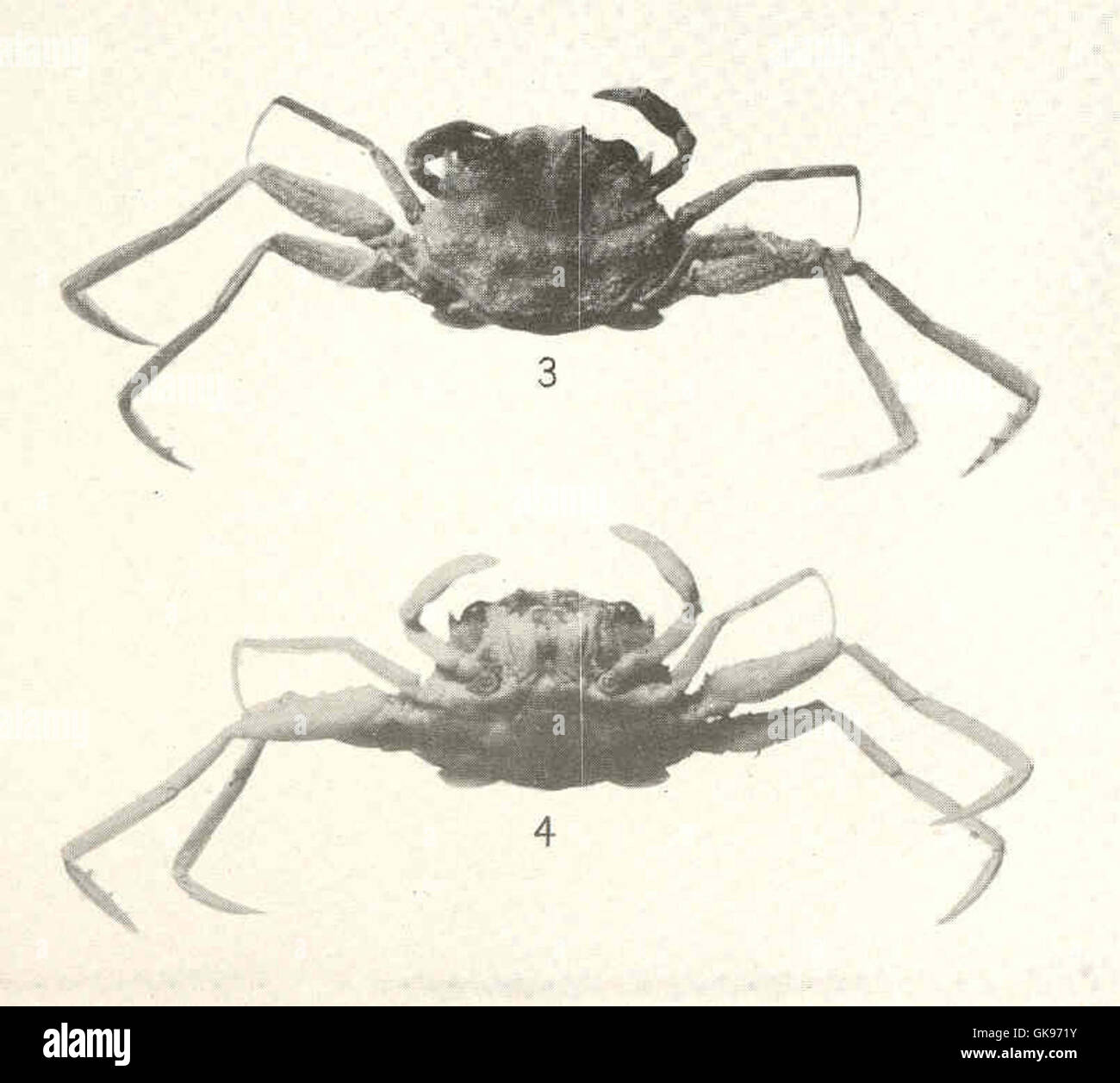 Cymopolia sica is a species of marine algae known for its unique ...