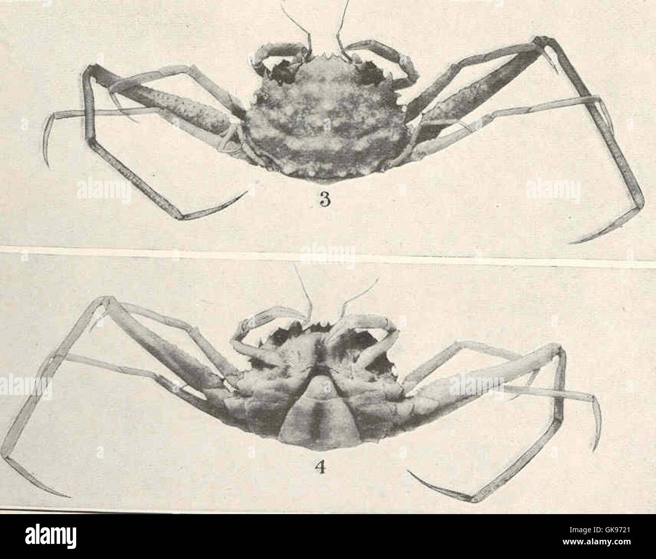 This entry details the species Cymopolia floridana, a type of marine ...