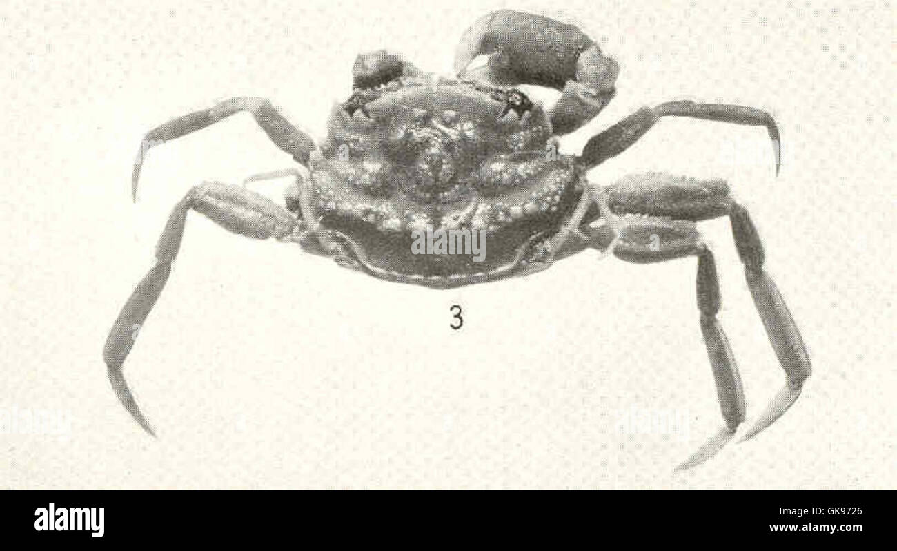 Cymopolia zonata is a species of marine invertebrate, characterized by ...