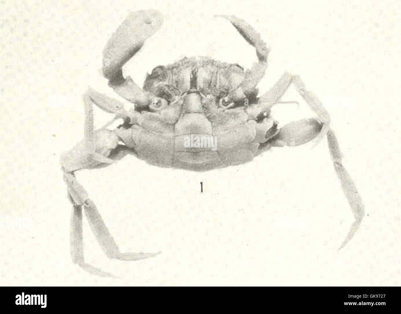 43475 Cymopolia zonata Stock Photo - Alamy