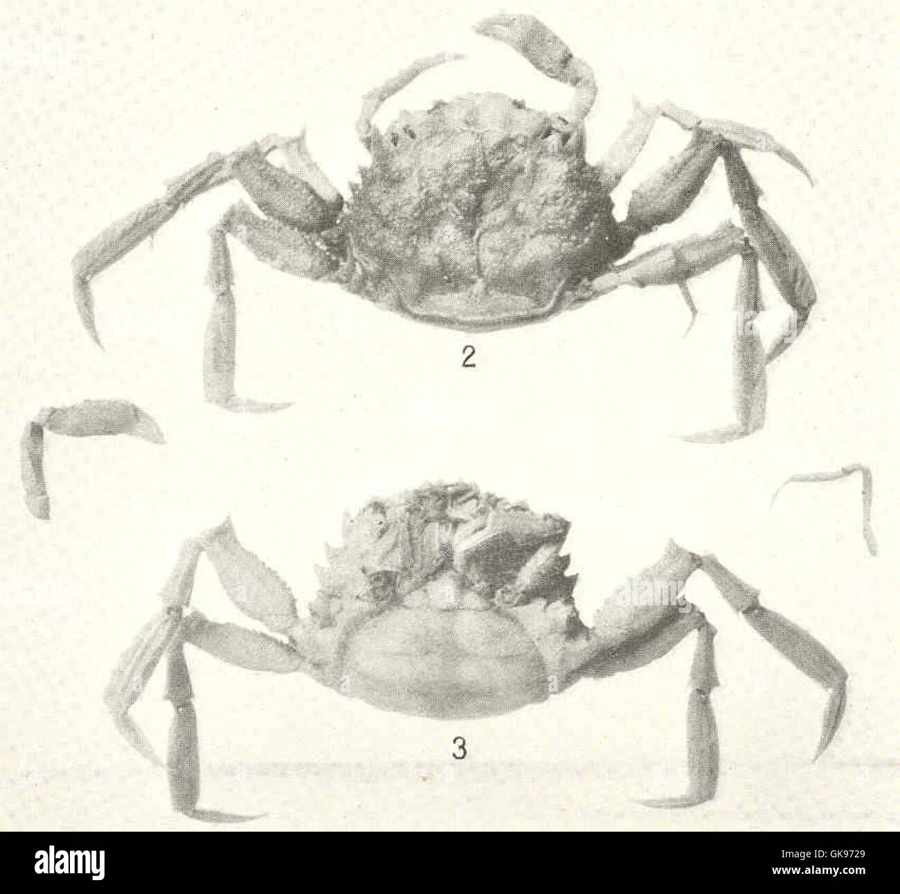 43476 Cymopolia faxoni Stock Photo - Alamy