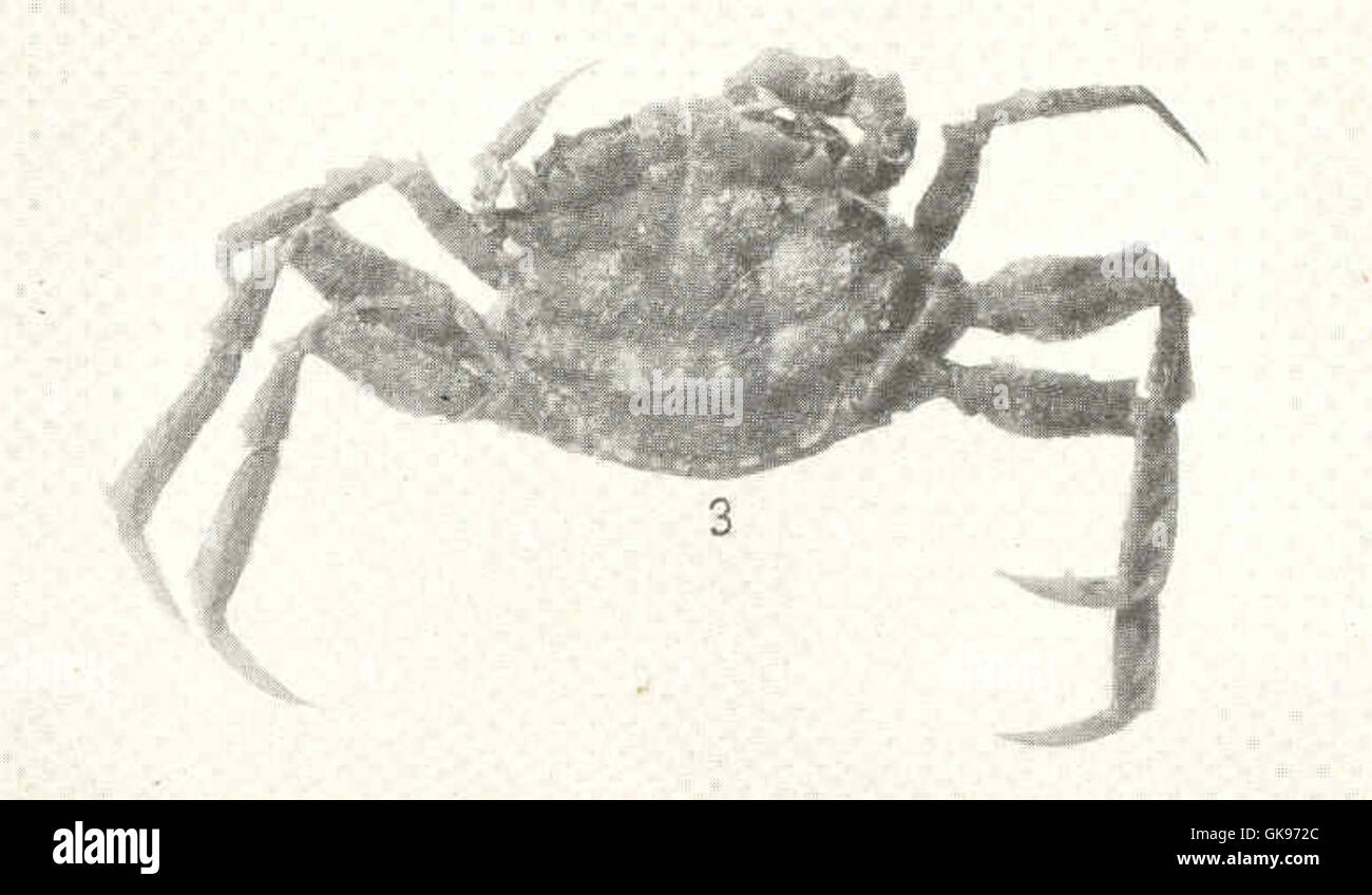 Cymopolia affinis is a species of marine plant, noted for its ...