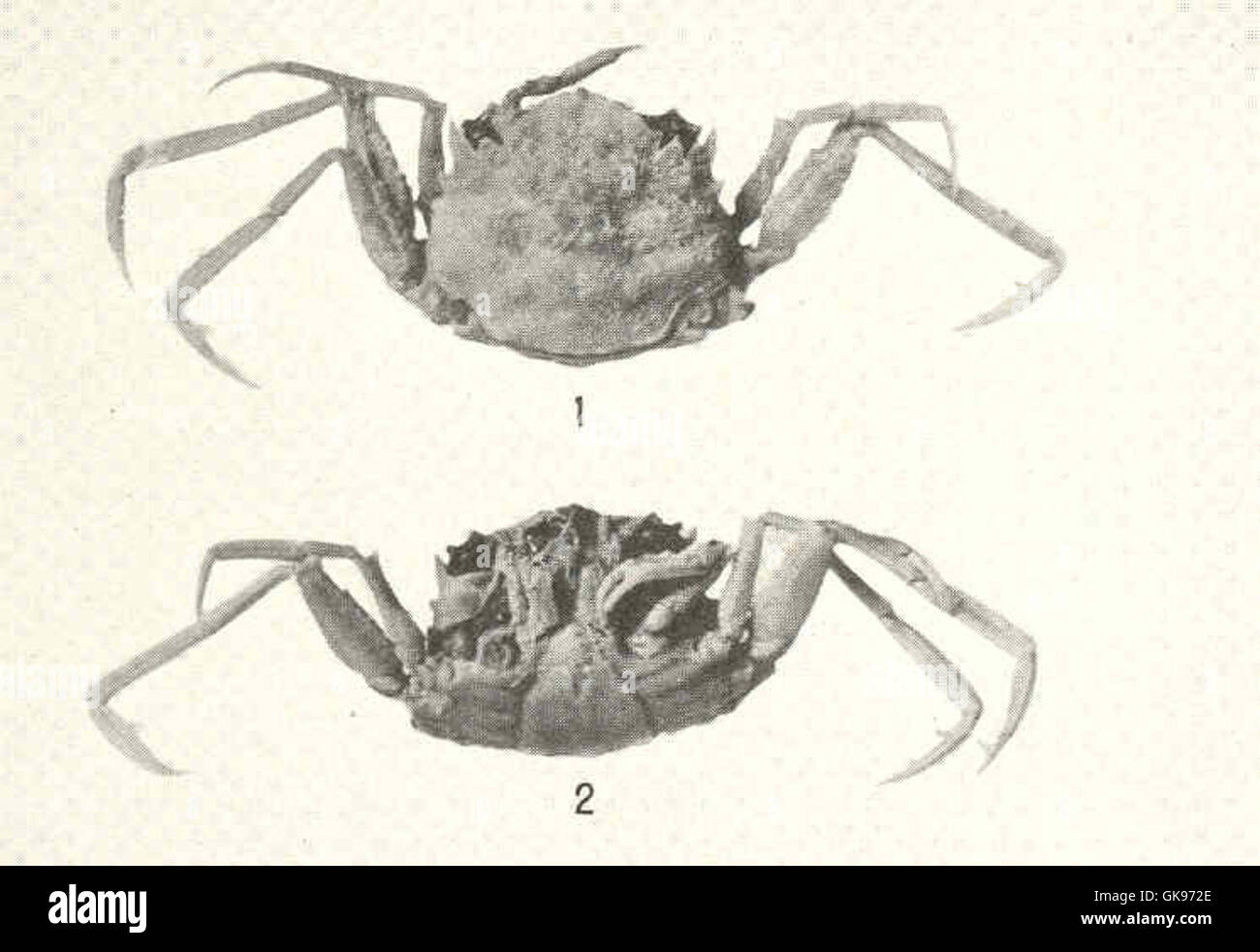 This record focuses on the species Cymopolia rathbuni, detailing its ...