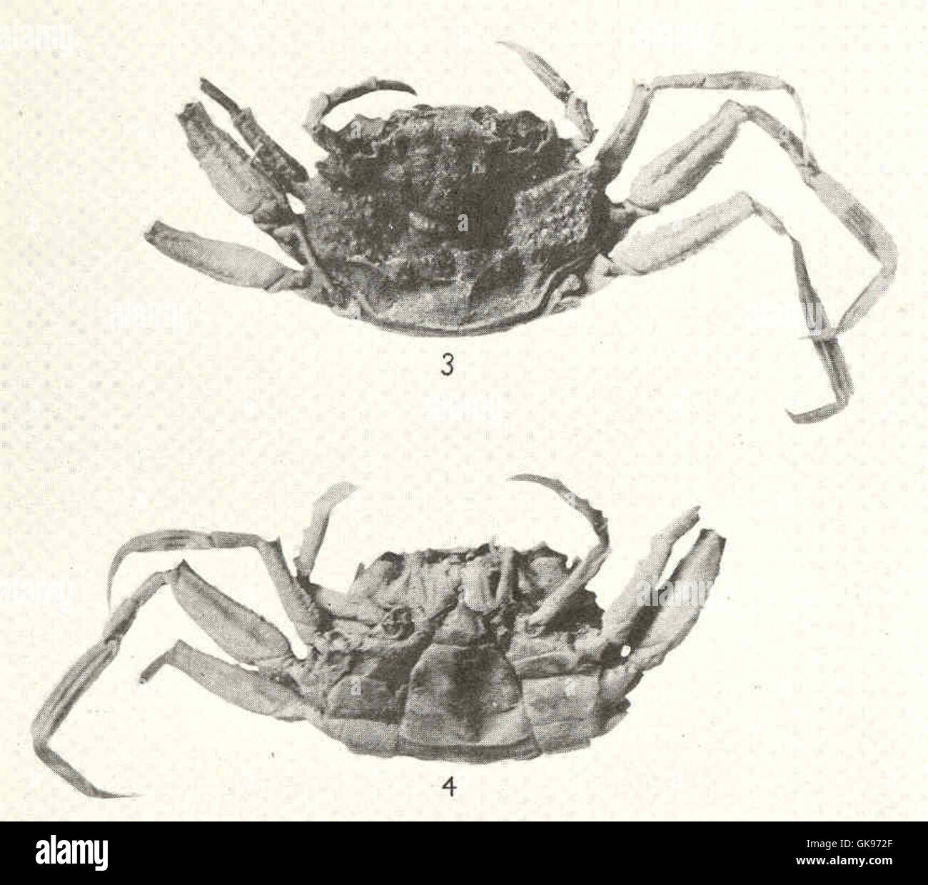 A taxonomic description of Cymopolia isthmia, a species in the ...